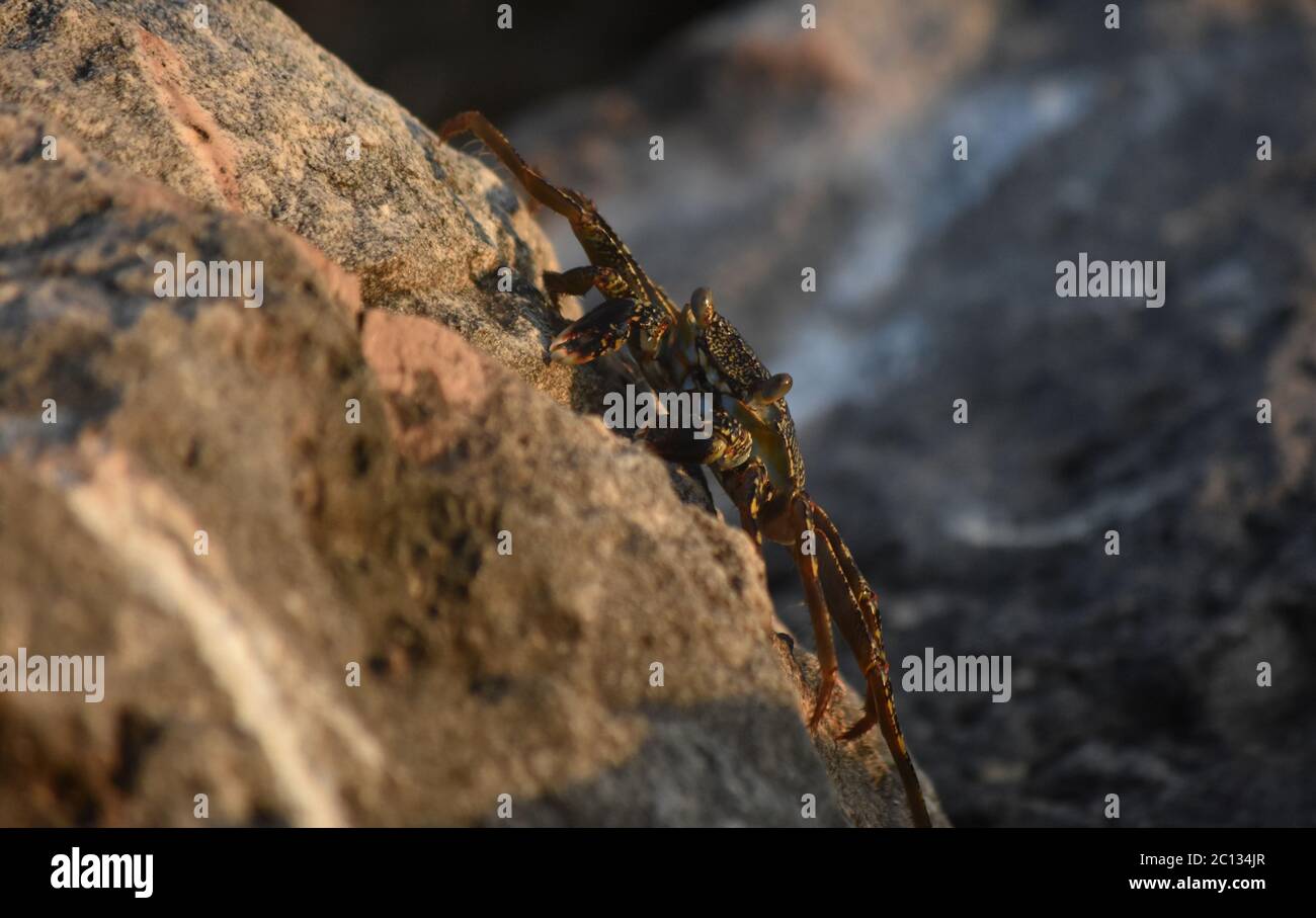 Soft shelled crab creeping across a rock in Aruba on an angle Stock ...