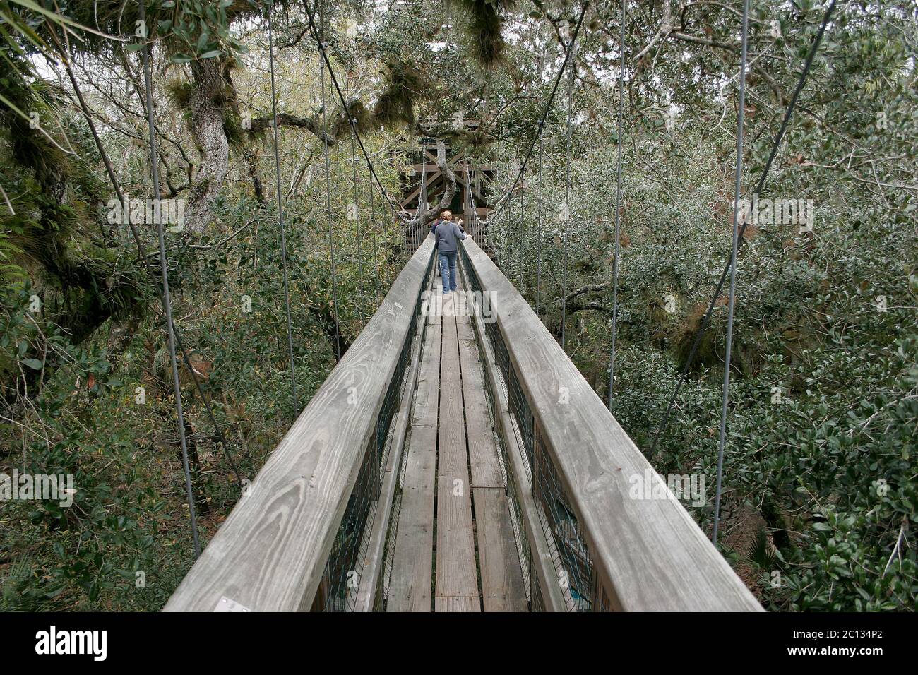Sarasota florida canopy walkway hi-res stock photography and images - Alamy