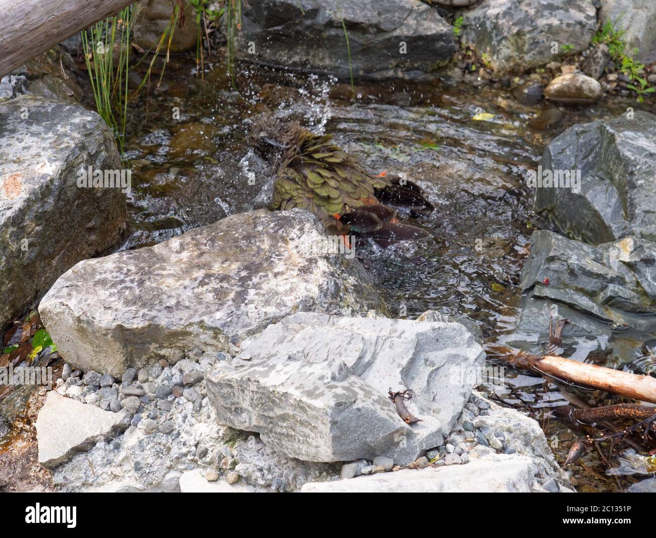 Native water hi-res stock photography and images - Alamy
