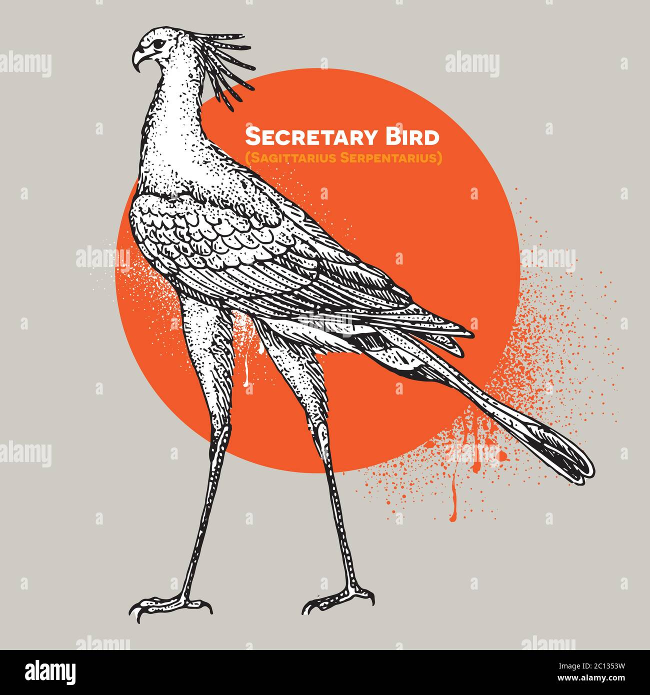 African secretary bird Stock Vector Images - Alamy