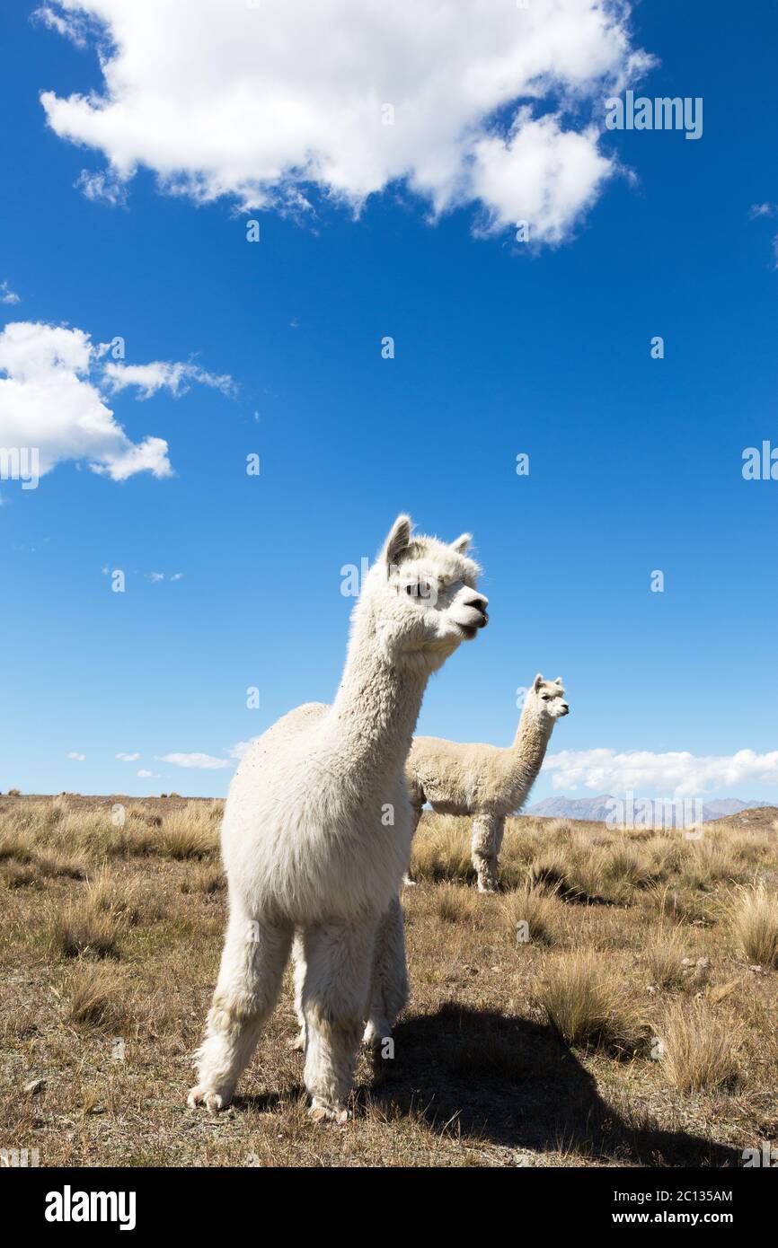 pature with animal in new zealand farm in blue sky Stock Photo - Alamy