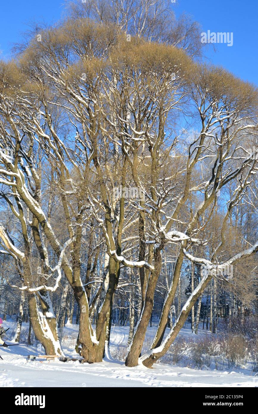 Winter landscape with trees Stock Photo - Alamy