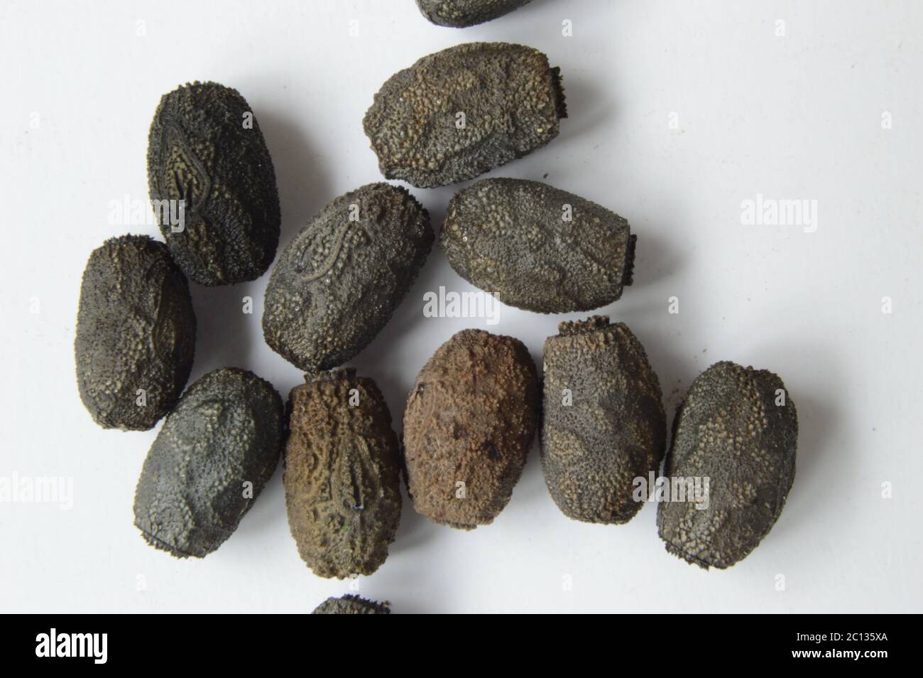 Eggs of Lime Green Stick Insect, Diapherodes gigantea, PSG 260 Stock ...