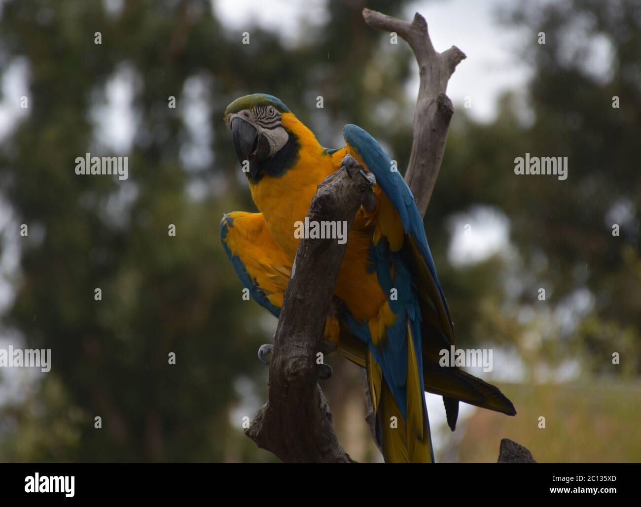 Gorgeous neotropical parrot with colorful feathers sitting in a perch ...