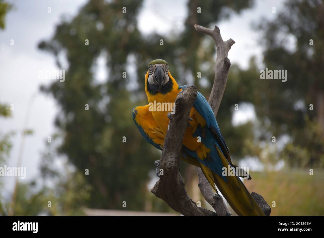 Pretty blue and gold macaw on a tree branch perch Stock Photo - Alamy