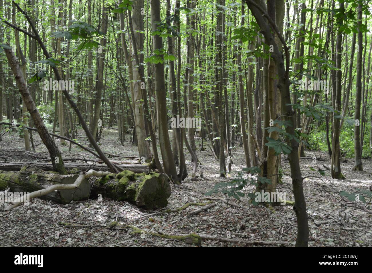 Trevorsmith hi-res stock photography and images - Alamy