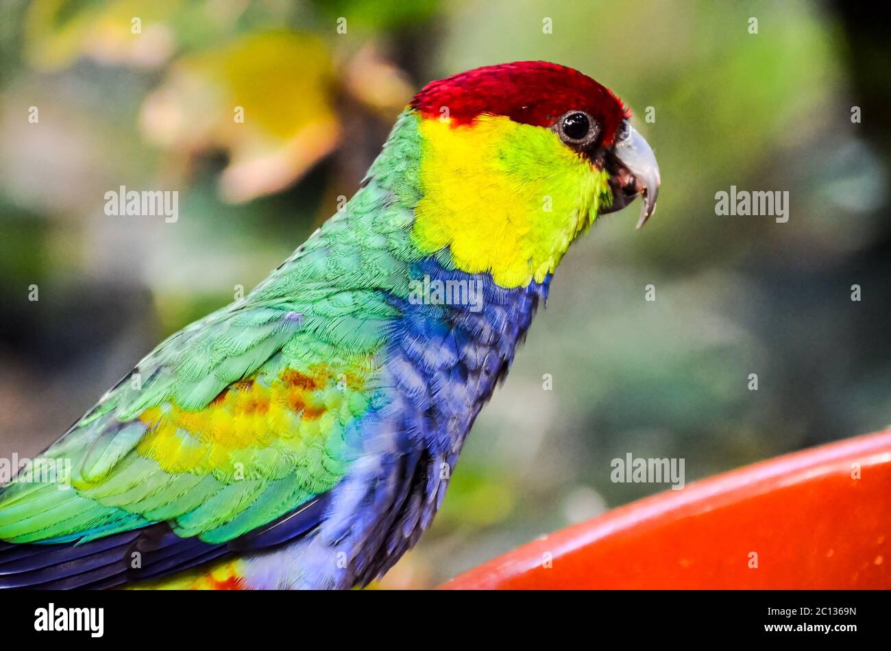 Parrot Tropical Bird Stock Photo - Alamy