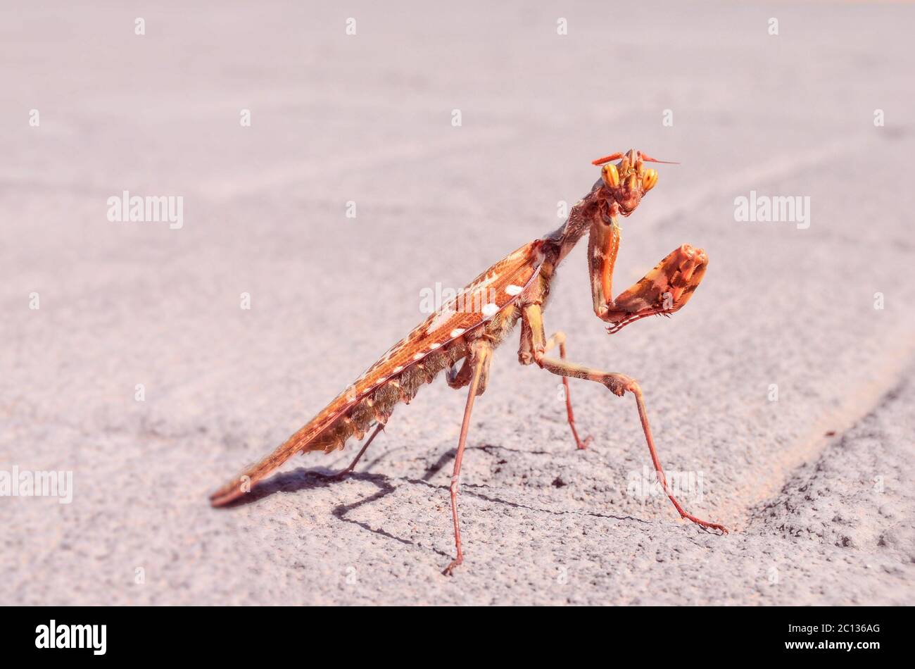 Insect Mantis Religiosa Stock Photo - Alamy