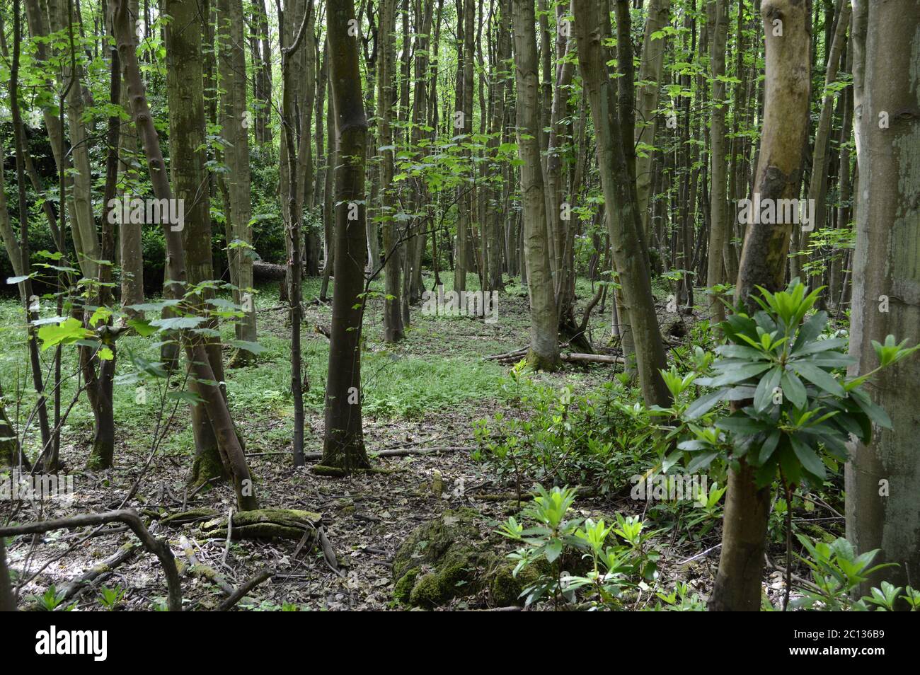 Trevorsmith hi-res stock photography and images - Alamy