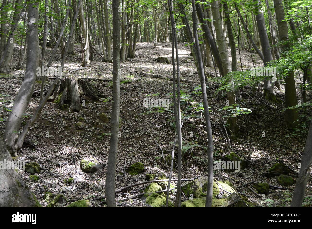 Trevorsmith hi-res stock photography and images - Alamy