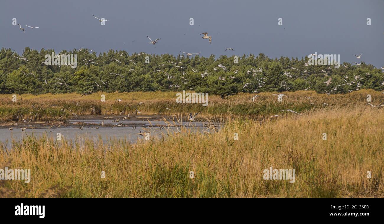Water bird and watt birds in the protective area Darsser place ...