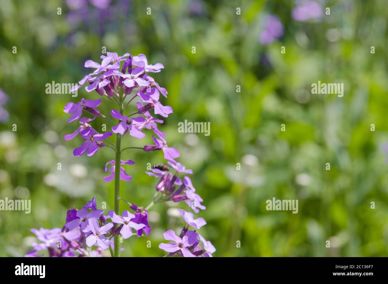 Hesperis matronalis. Beautiful purple flowers are known as dame's ...