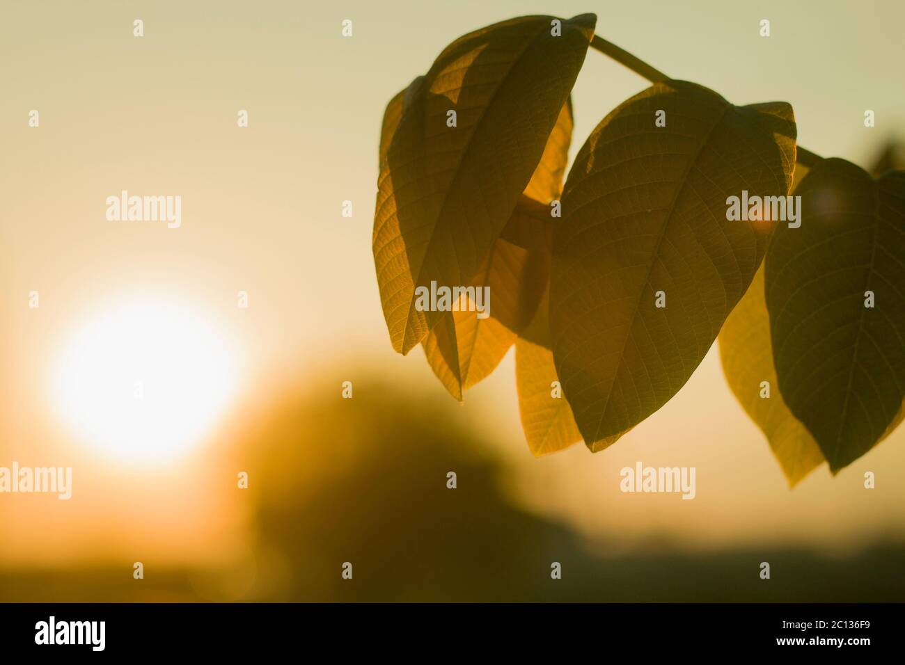 Close-up of growing apple tree brunch with big dark shiny green leaves ...