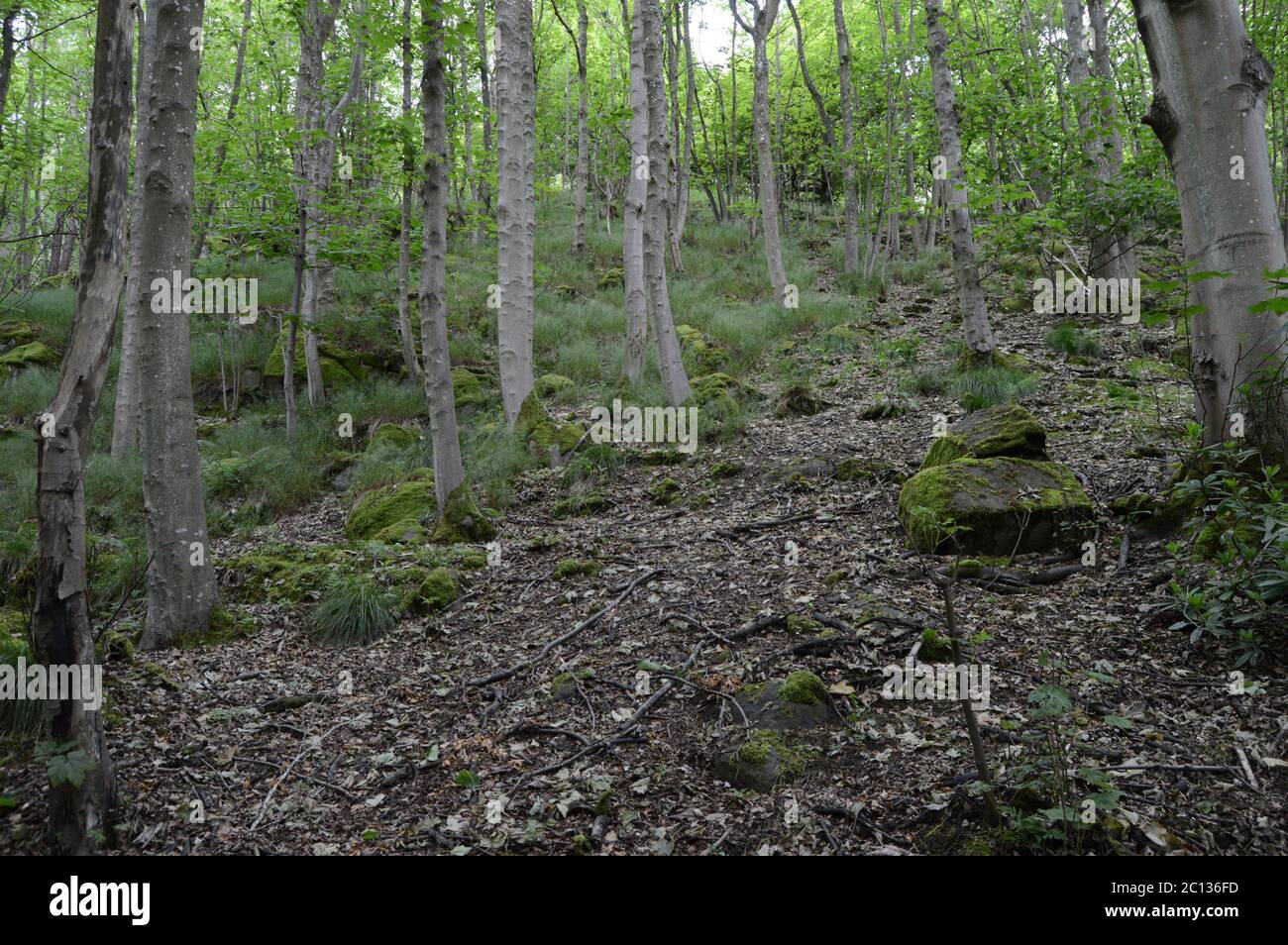 Trevorsmith hi-res stock photography and images - Alamy