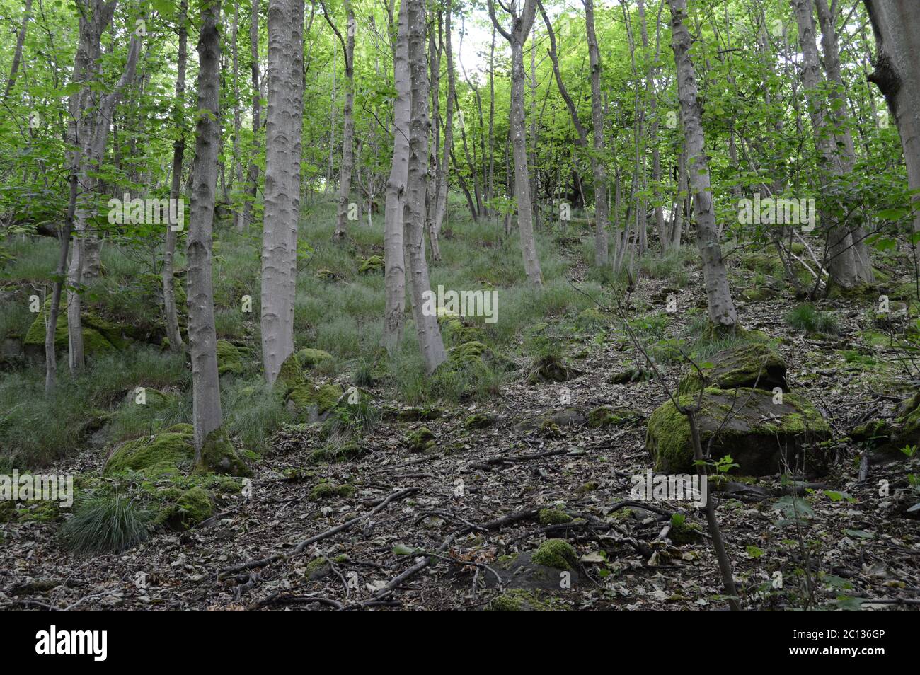 Trevorsmith hi-res stock photography and images - Alamy