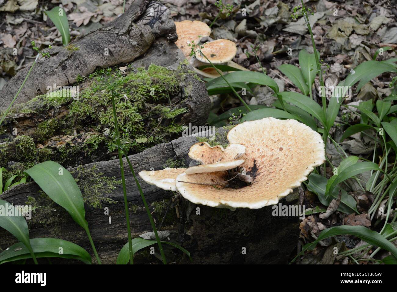 Kemback hi-res stock photography and images - Alamy