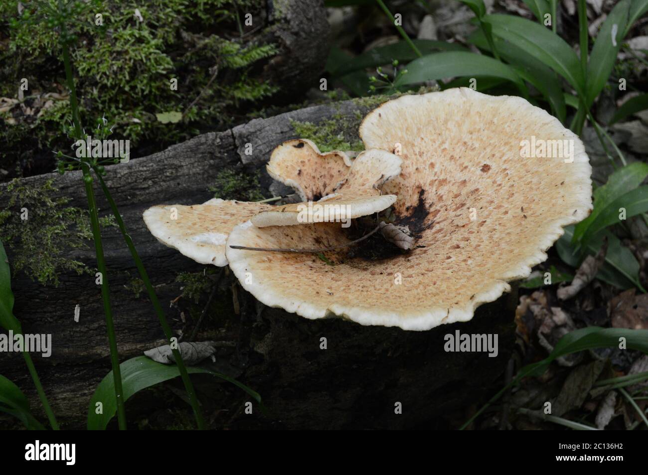 Trevorsmith hi-res stock photography and images - Alamy