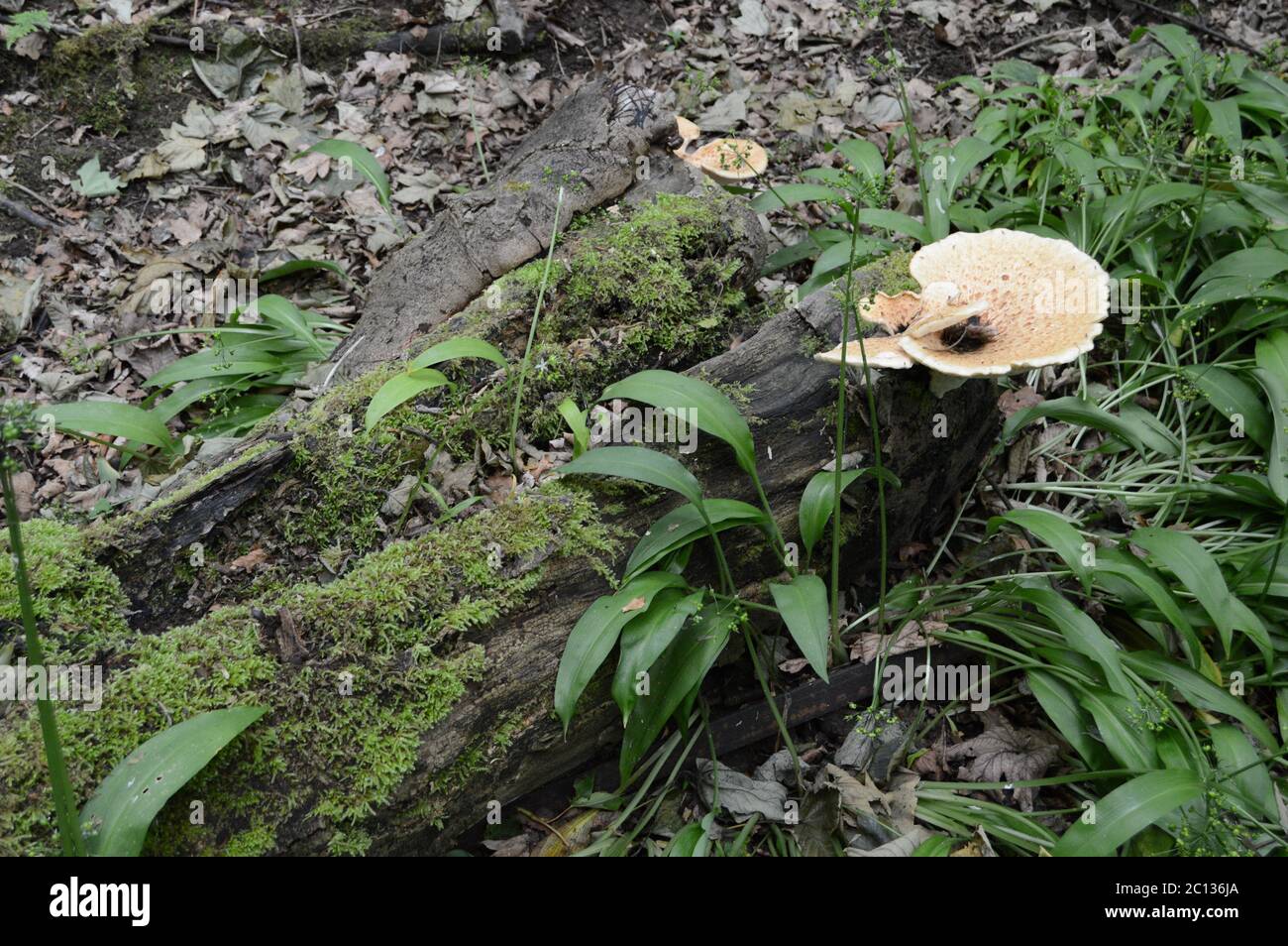 Kemback Parish Church, built 1814 in Gothic style Stock Photo - Alamy