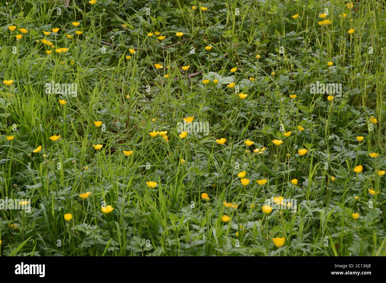 Kemback hi-res stock photography and images - Alamy