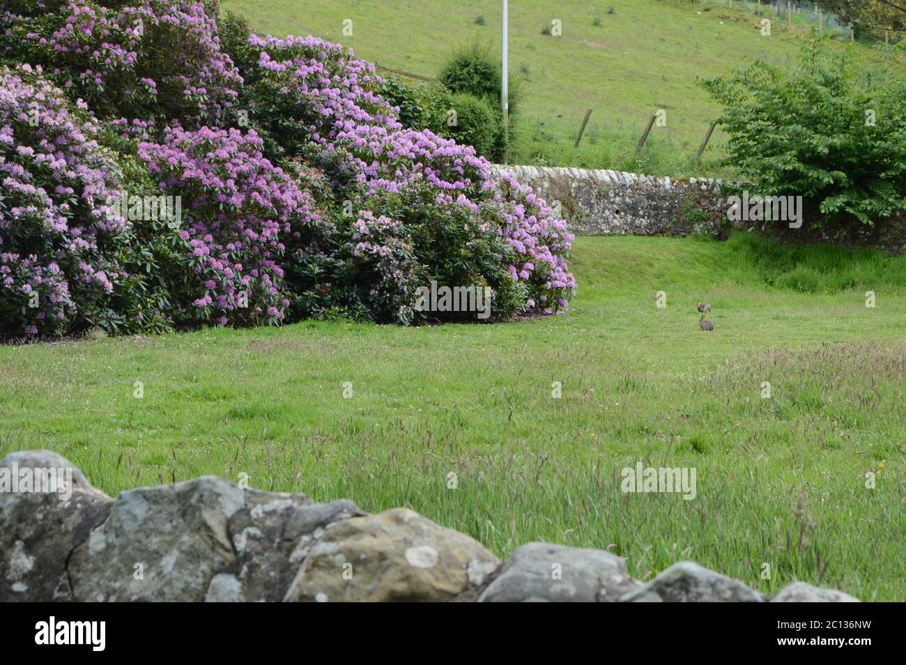 Rural scene near Kemback Church, Fife, Scotland Stock Photo - Alamy