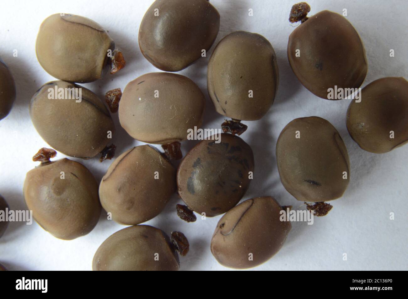Phryganistria heusii yentuensis hi-res stock photography and images - Alamy