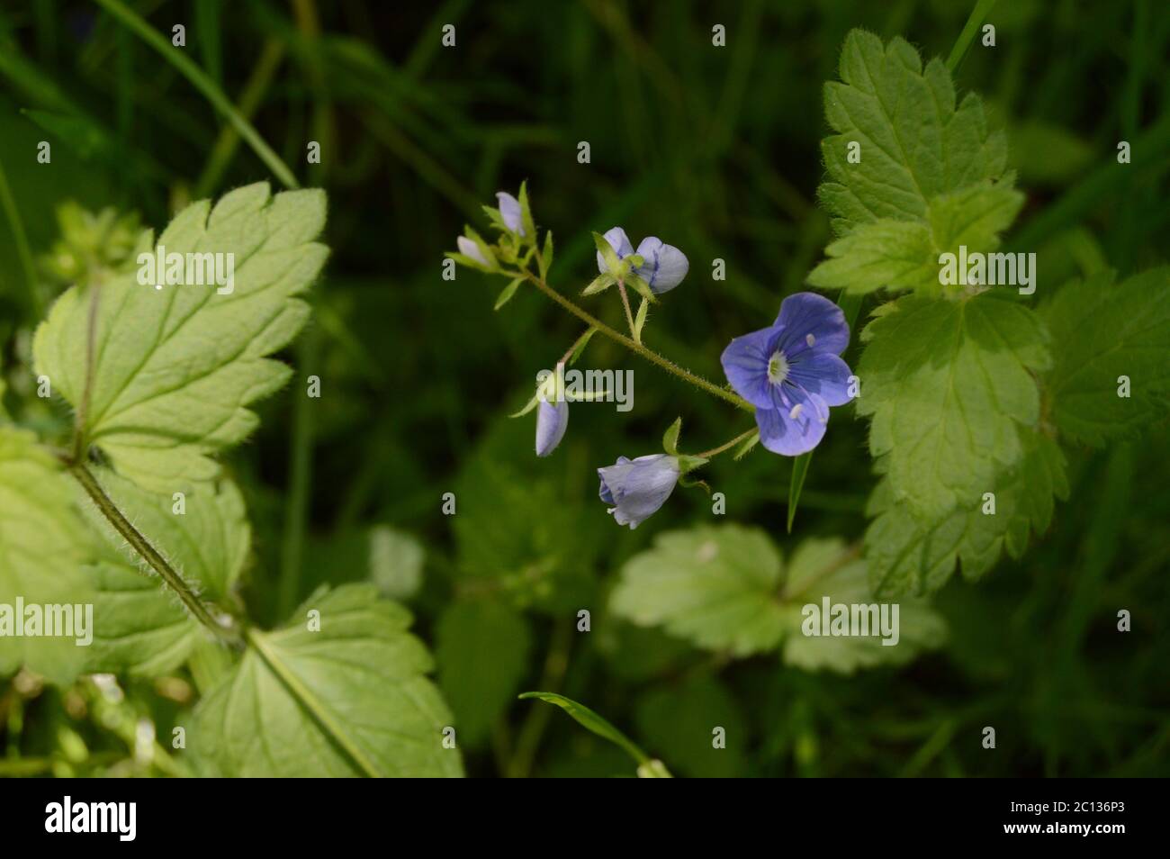 Germander speedwell, Veronica chamaedrys; Magus Muir, Fife, 11 June ...