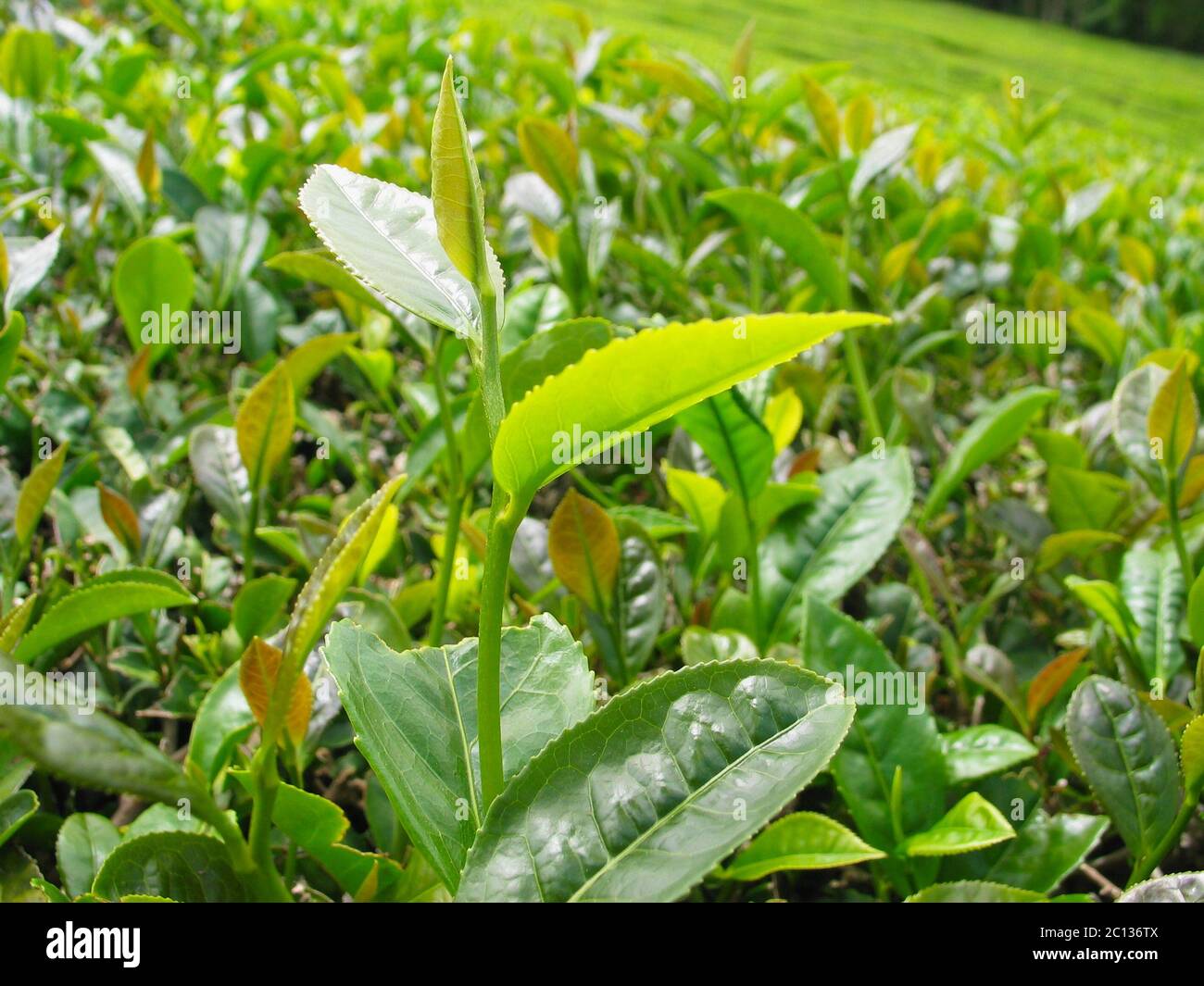 Tea plantation view organic tea plants Stock Photo - Alamy