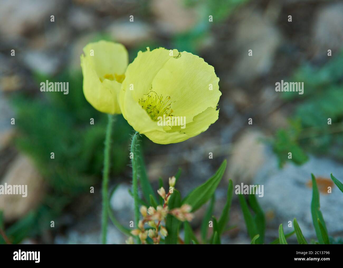 Siberia poppies hi-res stock photography and images - Alamy