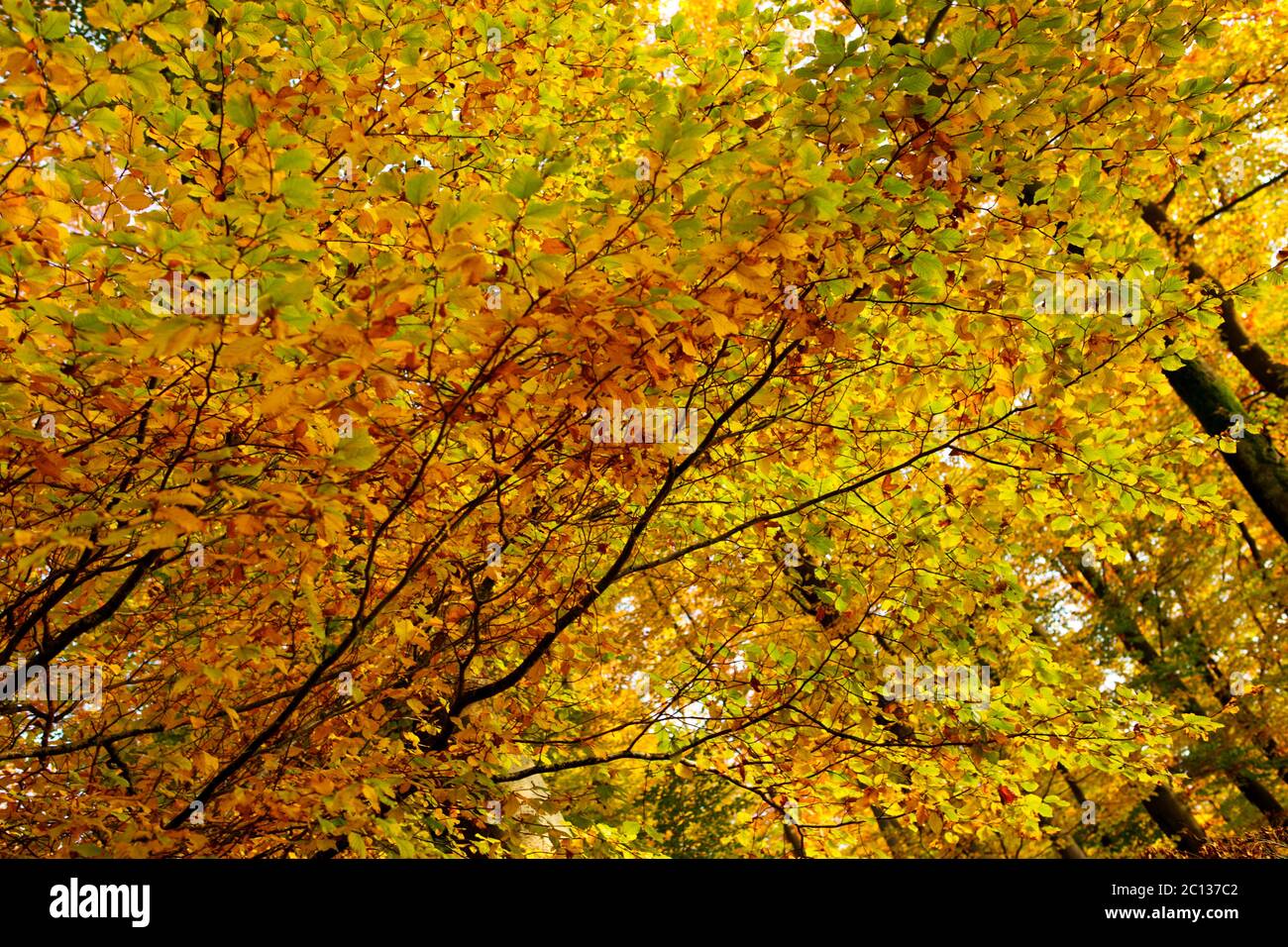 Trees with leafs hi-res stock photography and images - Alamy