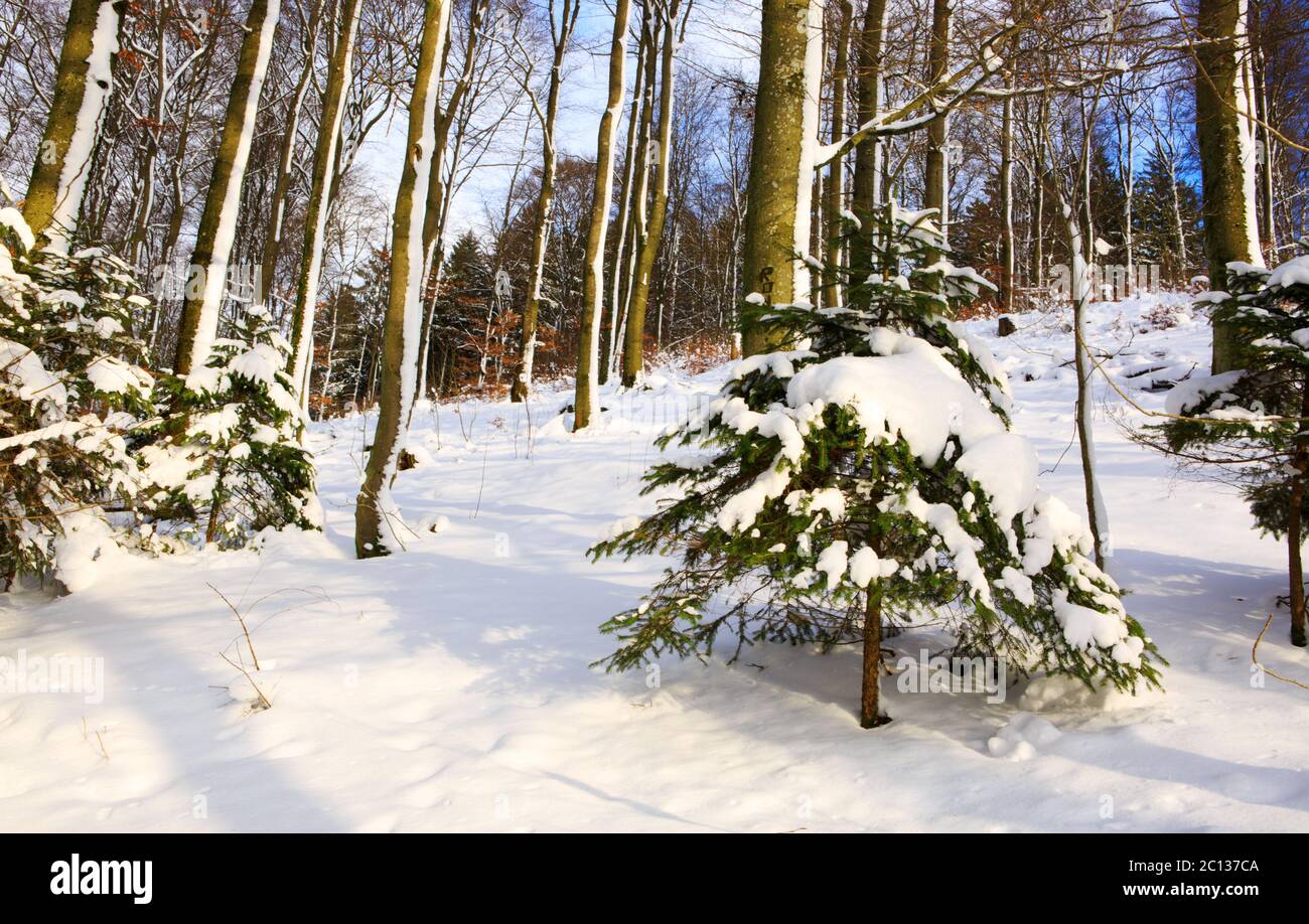 Christmas background with snowy fir tree Stock Photo - Alamy