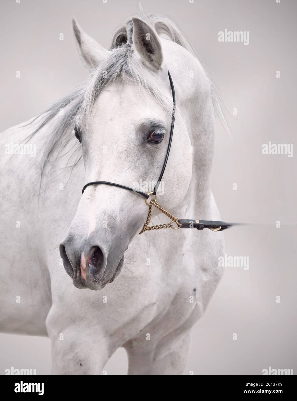 portrait of white arabian horse at grey background Stock Photo - Alamy