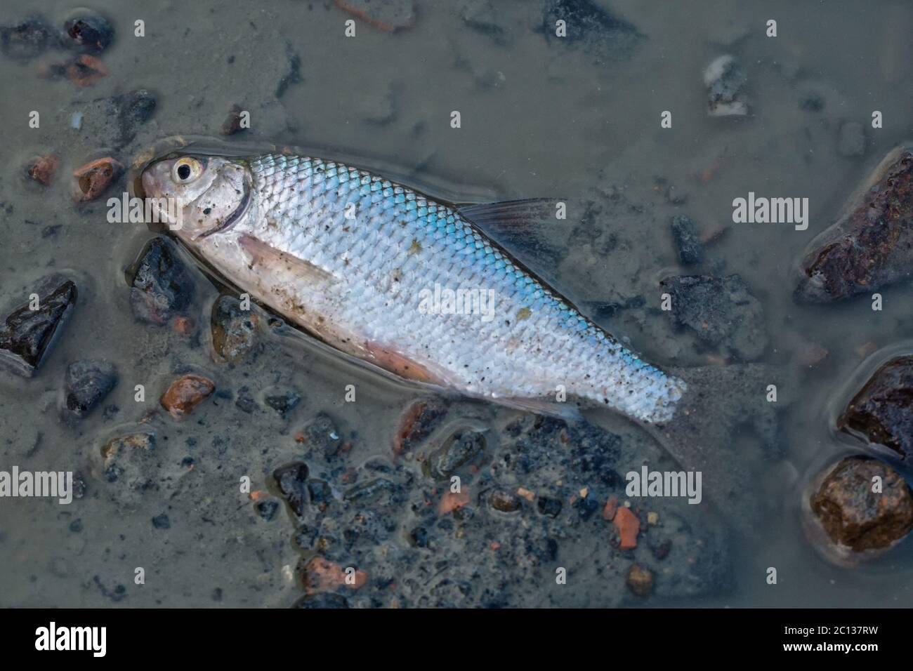 A dead fish at the bottom of the pond Stock Photo - Alamy