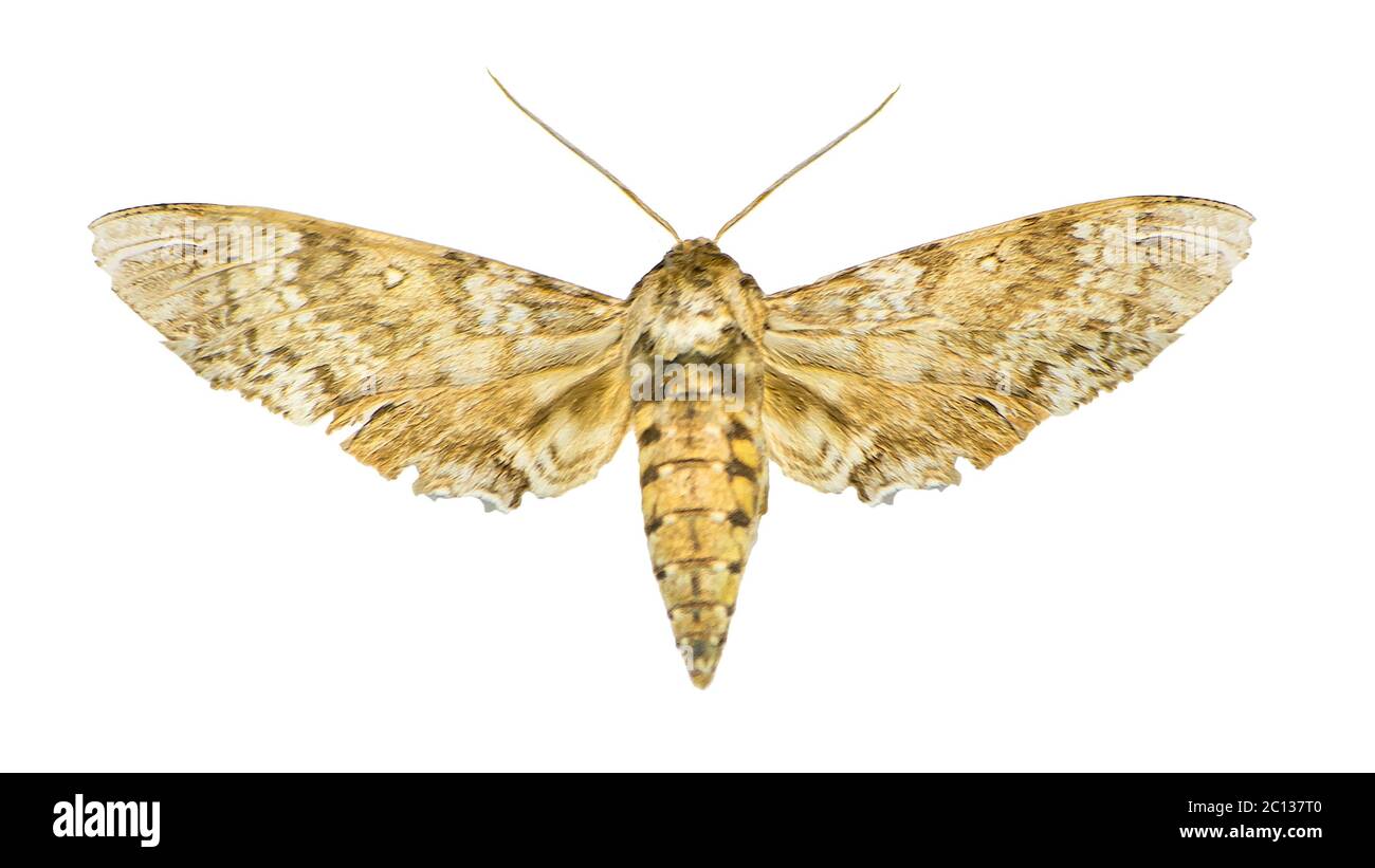 Isolated Top View Insect Stock Photo - Alamy Isolated Top View Insect Stock Photo - Alamy