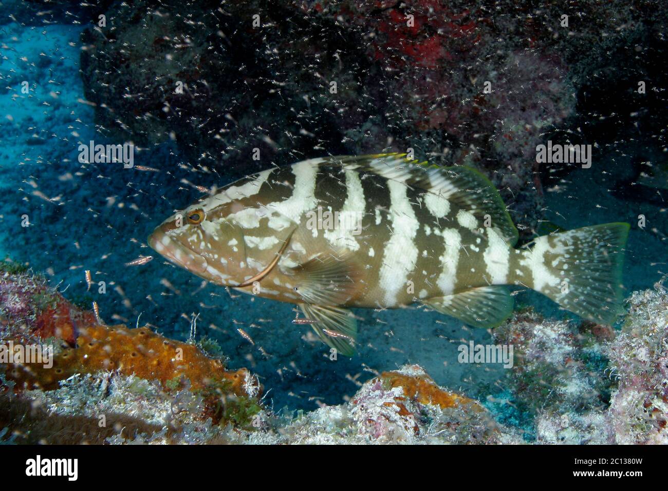 The Nassau Grouper, Epinephelus striatus, is a Critically Endangered ...