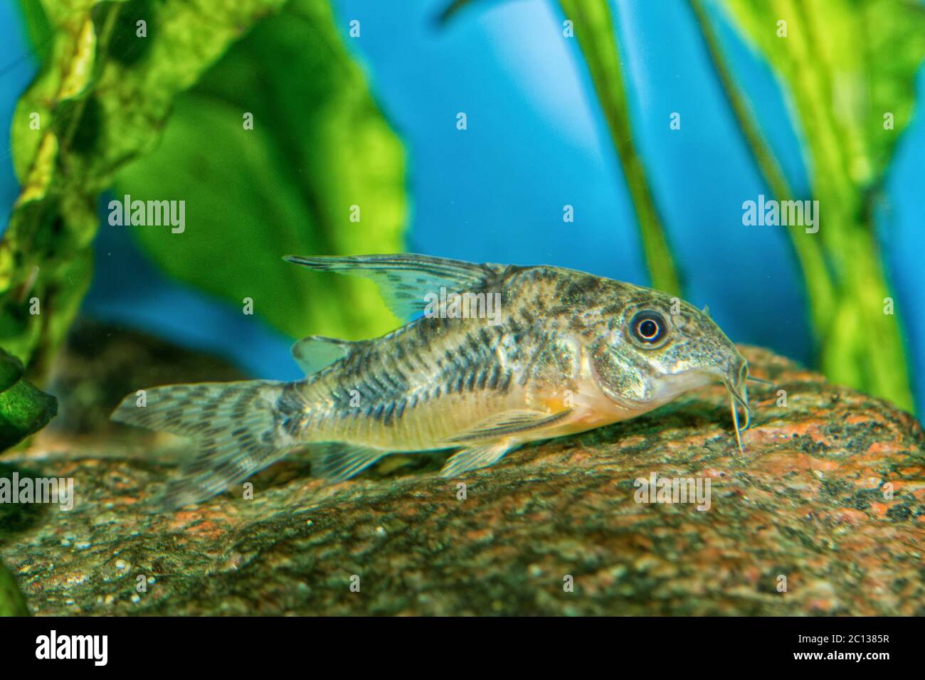 Catfish corydoras tropical fish aquarium hi-res stock photography and ...