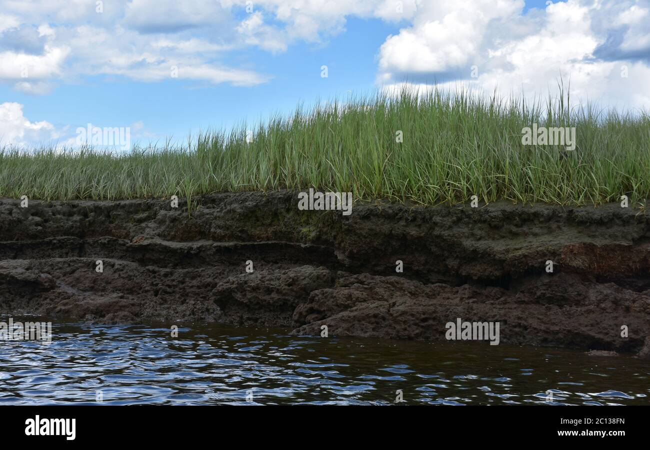 Scenic marsh grass growing out of mud flats Stock Photo - Alamy