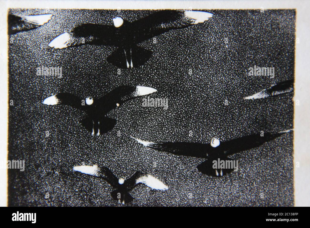 Fine 1970s vintage black and white photography of birds flying in a ...