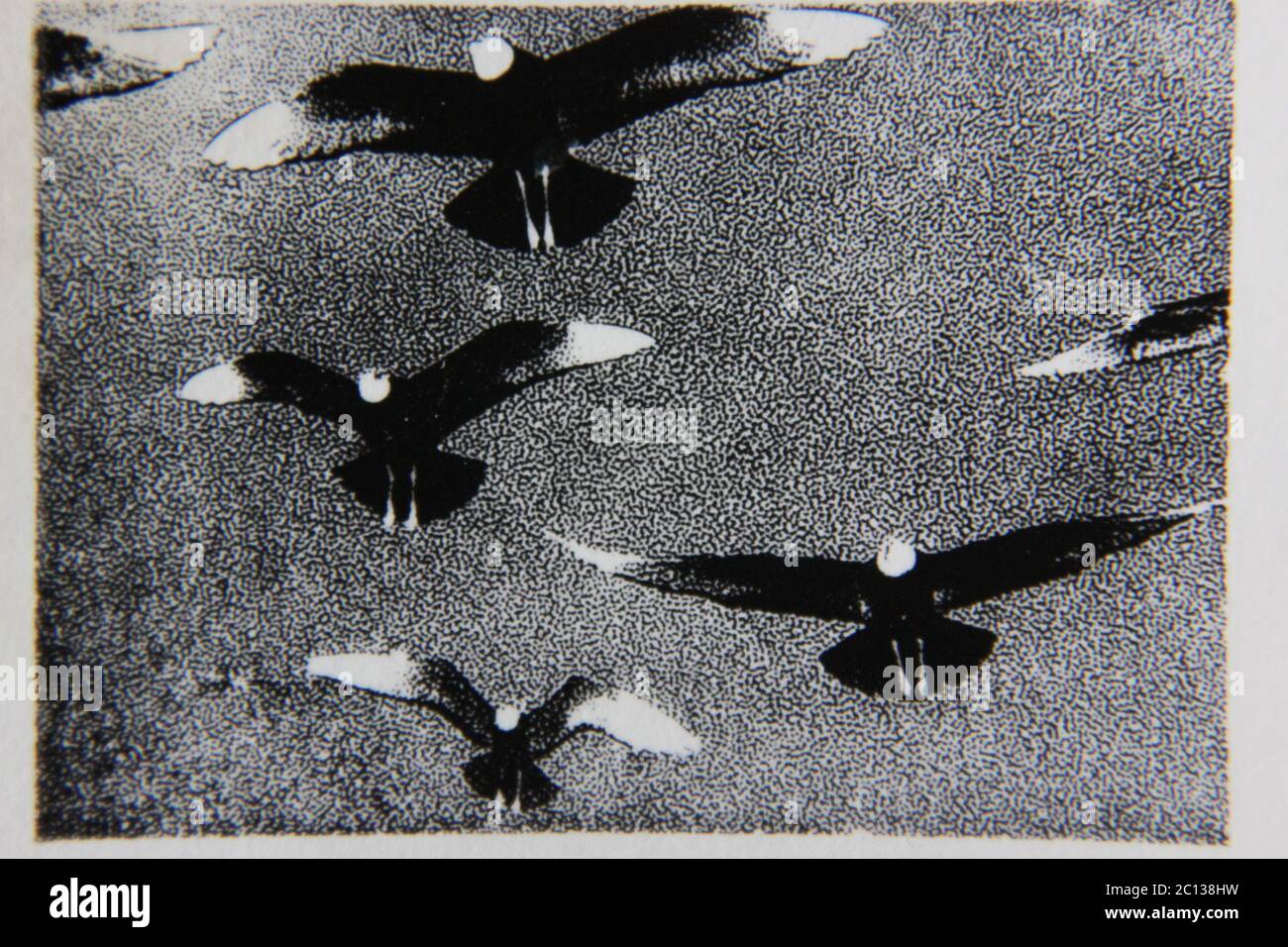 Fine 1970s vintage black and white photography of birds flying in a ...
