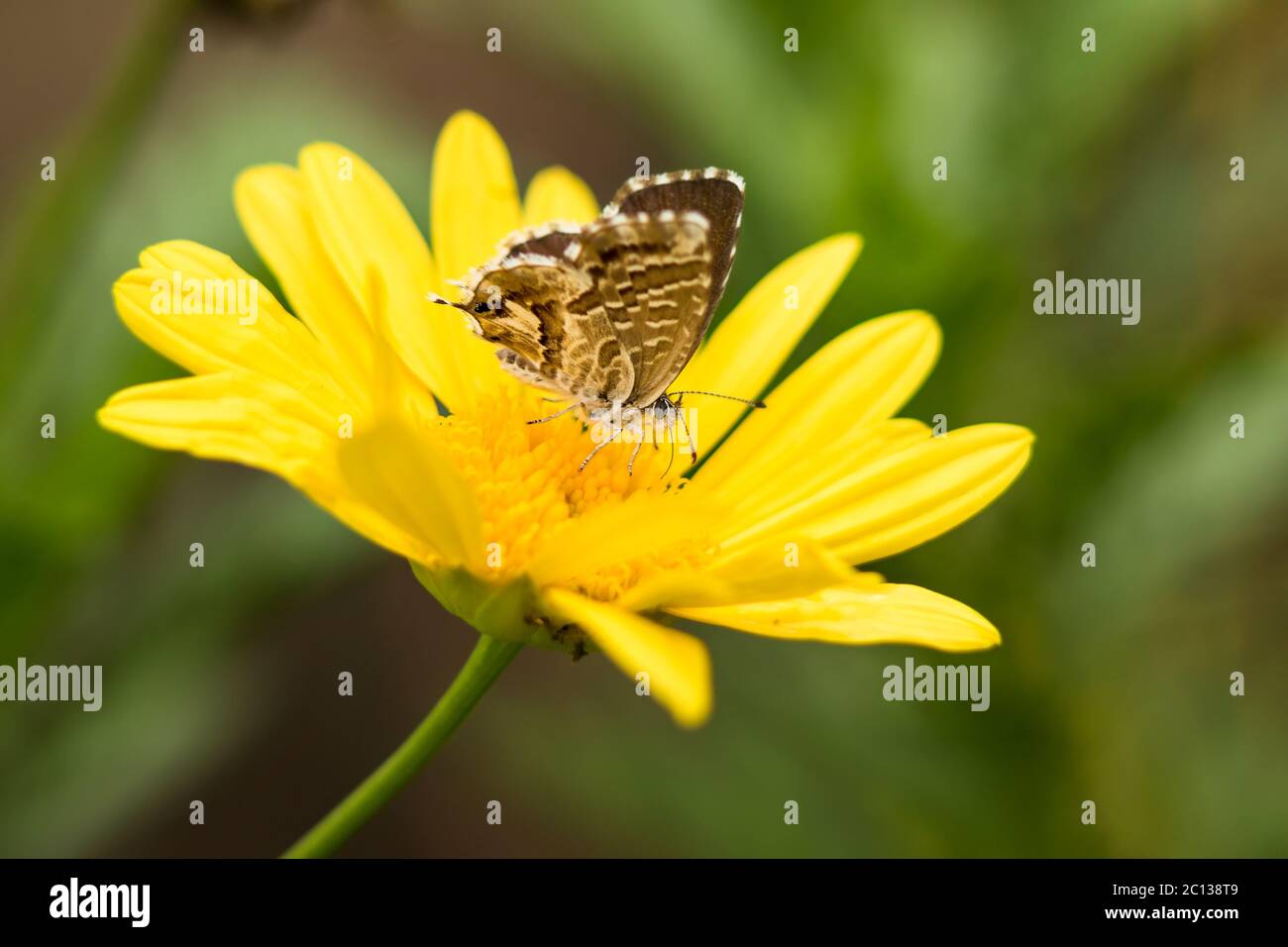 Geranium bronze butterfly (Cacyreus marshalli) photographed in Portugal ...
