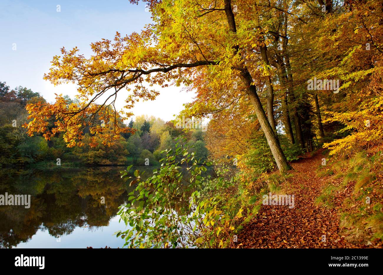 Tree stands hi-res stock photography and images - Alamy