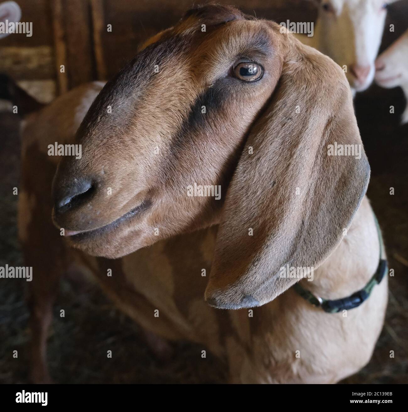 Nubian goat close up hi-res stock photography and images - Alamy