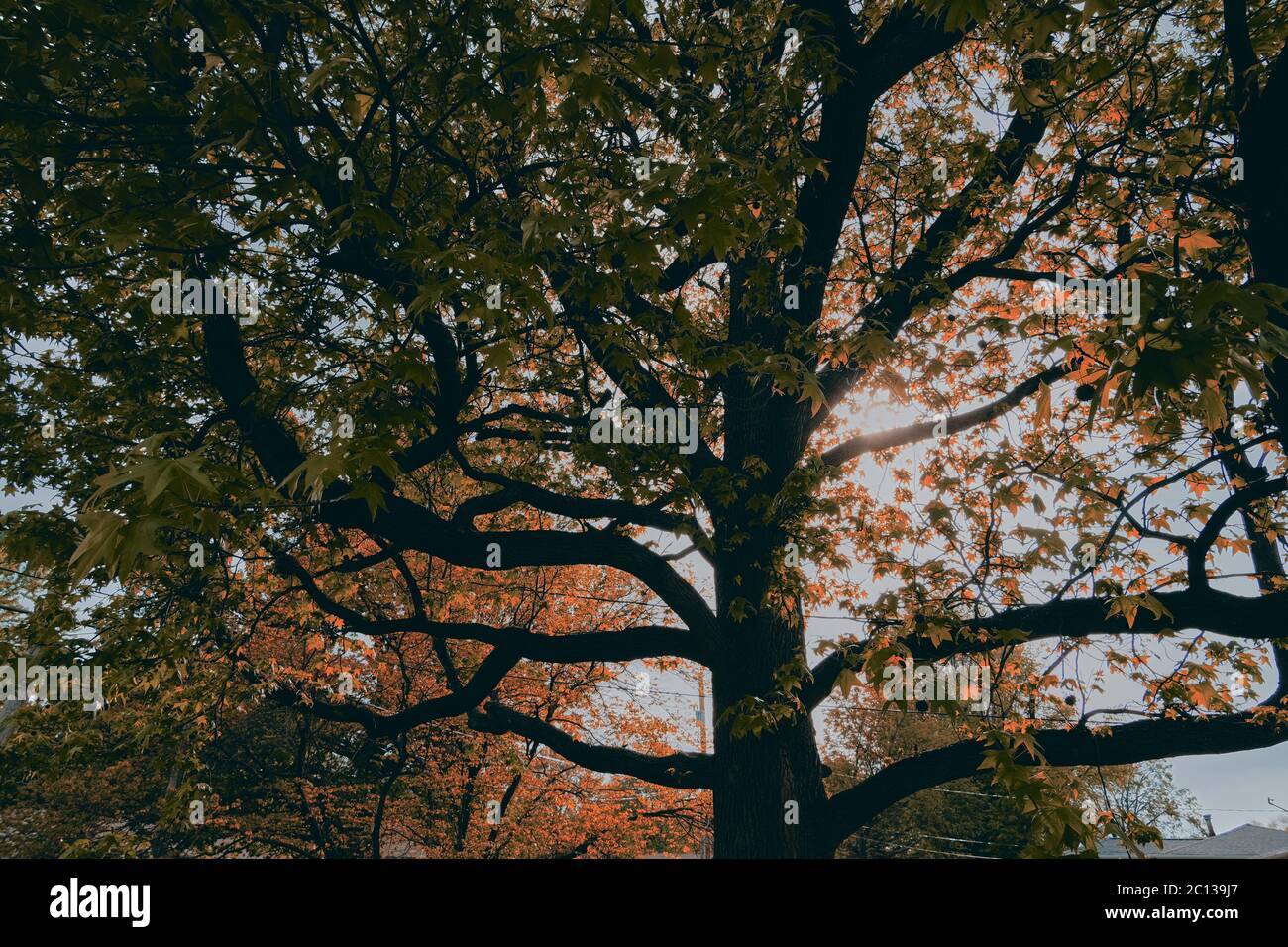 Sunset behind the trees Stock Photo - Alamy