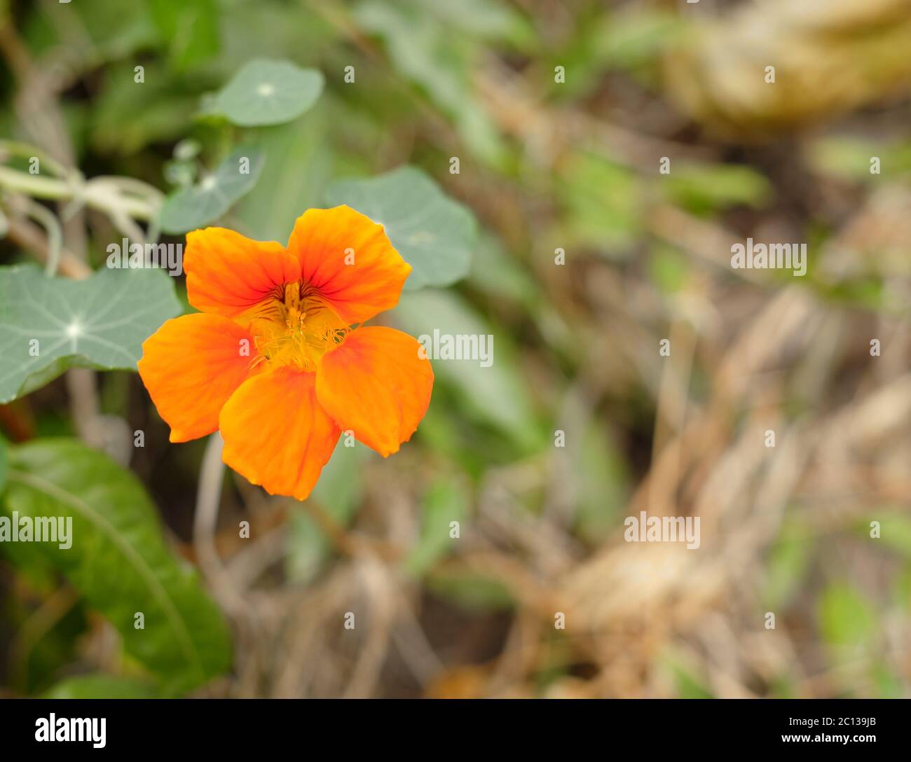 Native common wild flower hi-res stock photography and images - Alamy