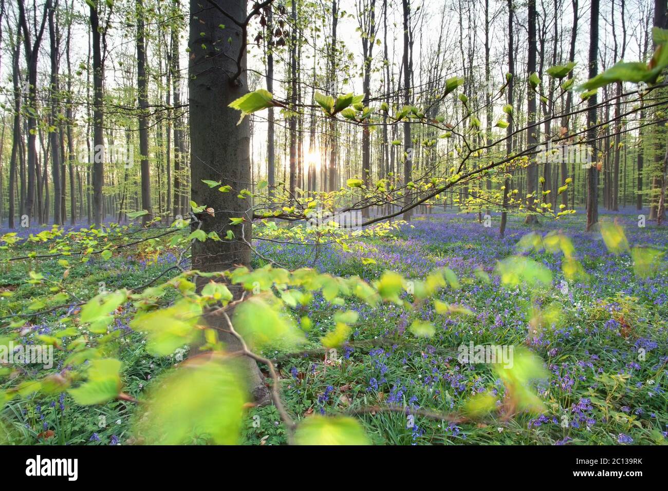 sunshine in spring flowering forest Stock Photo - Alamy