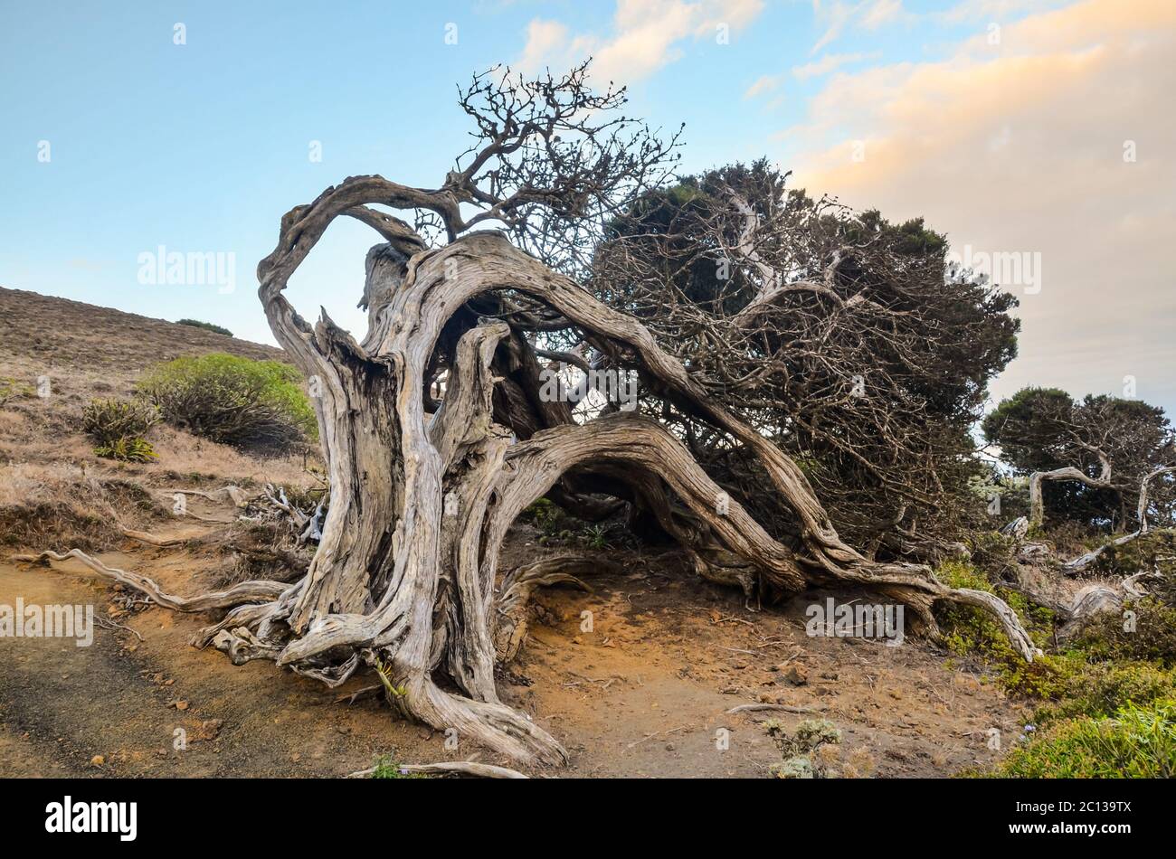 Gnarled juniper tree hi-res stock photography and images - Alamy