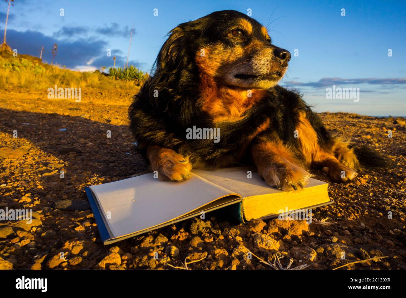 Reading a book with her labrador hi-res stock photography and images ...