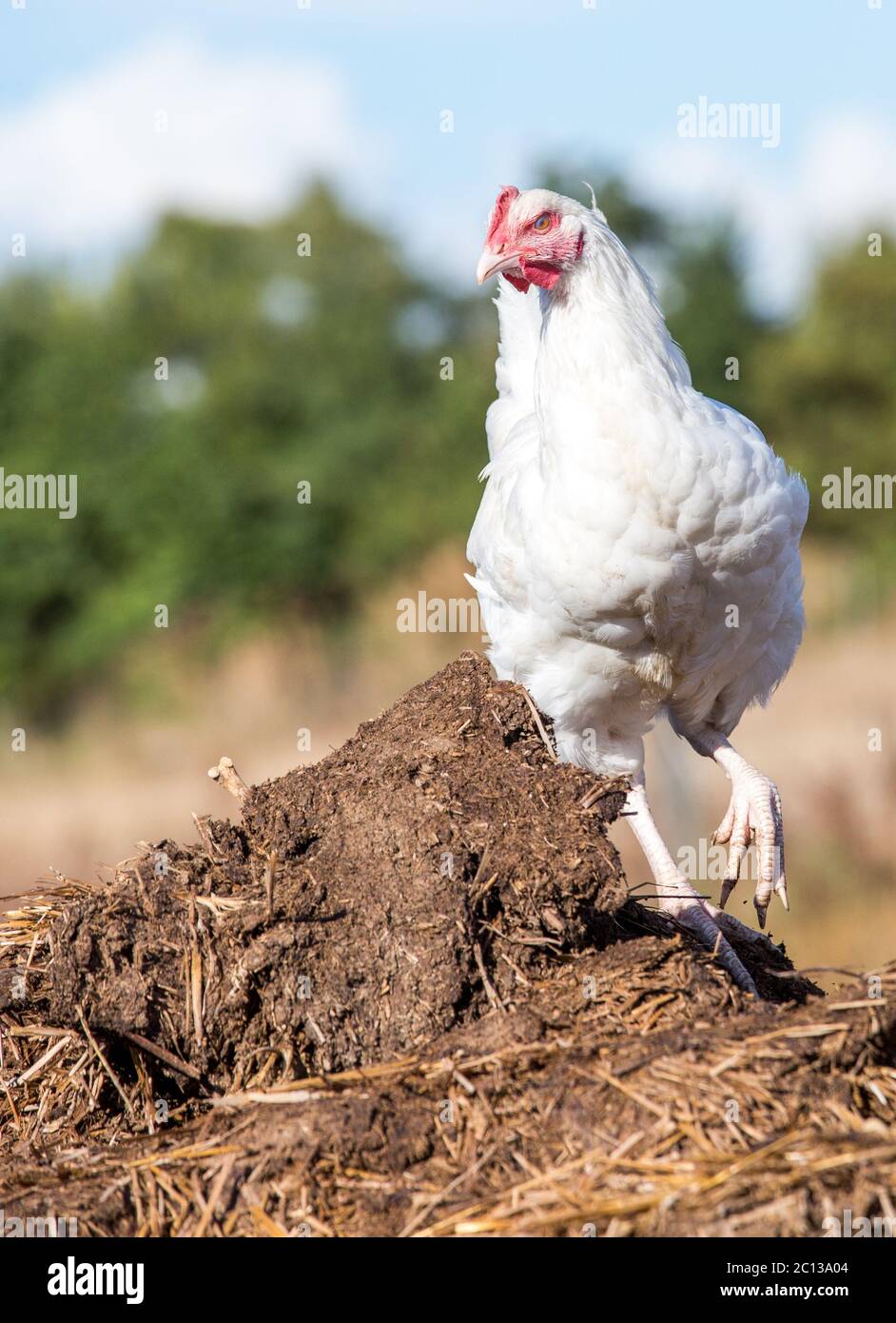 Chicken perched hi-res stock photography and images - Alamy
