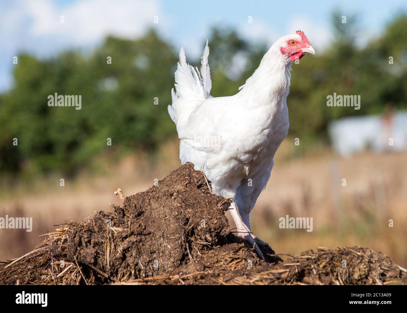 closeup on a laying hen perched freely in a lush green paddock Stock ...