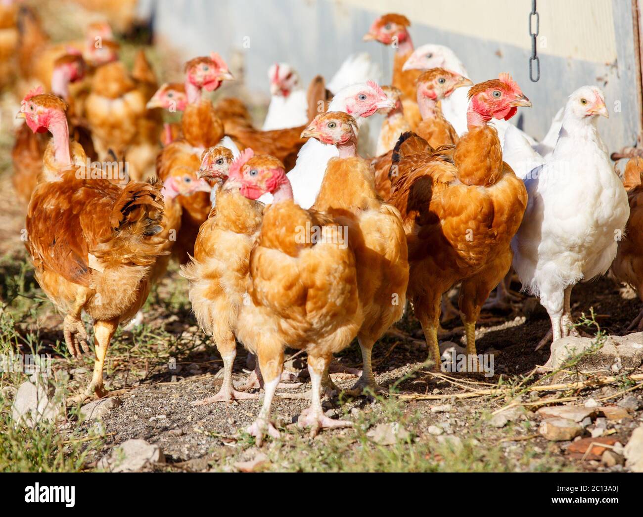 flock of chickens roam freely in a lush green paddock of an organic ...