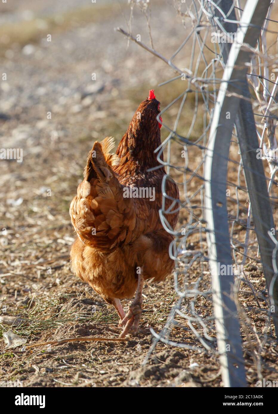 closeup on a laying hen roaming freely in a lush green paddock Stock ...